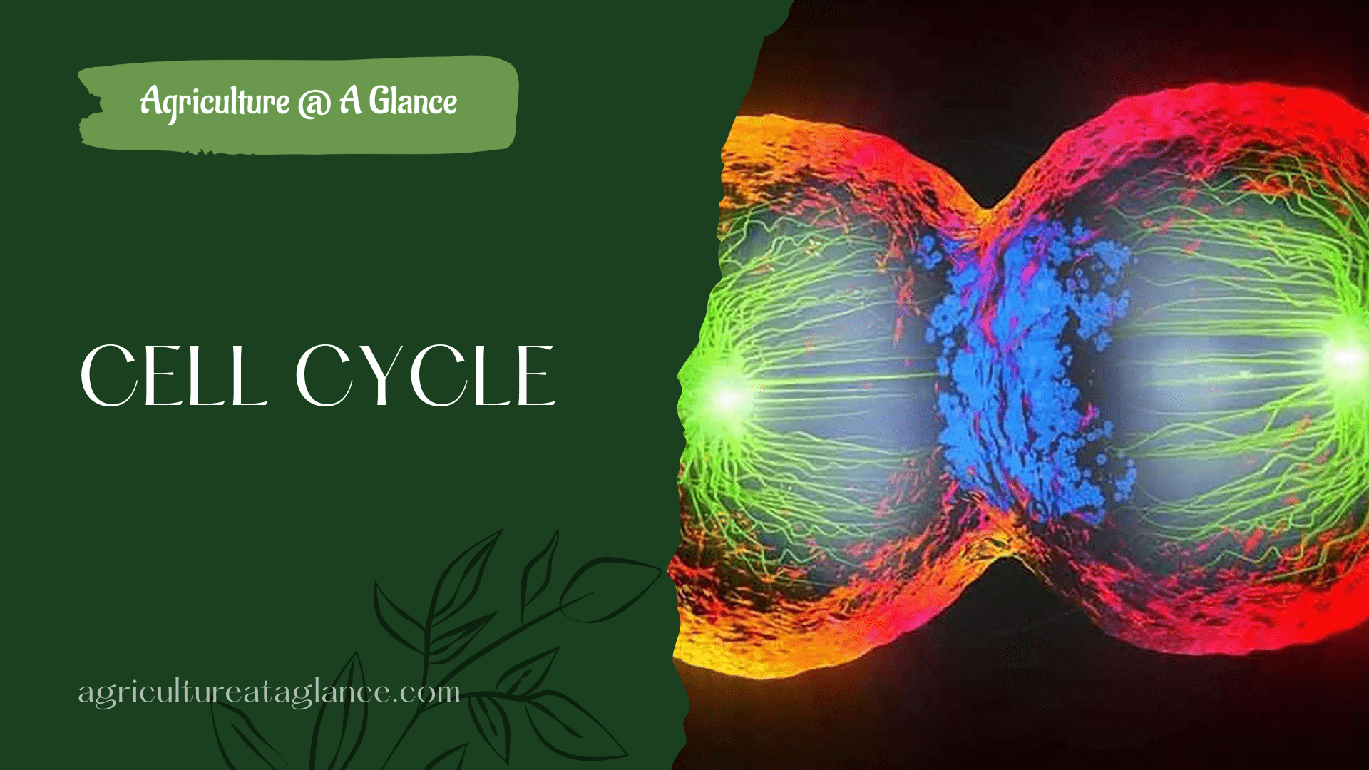 Cell Cycle — Agriculture At A Glance